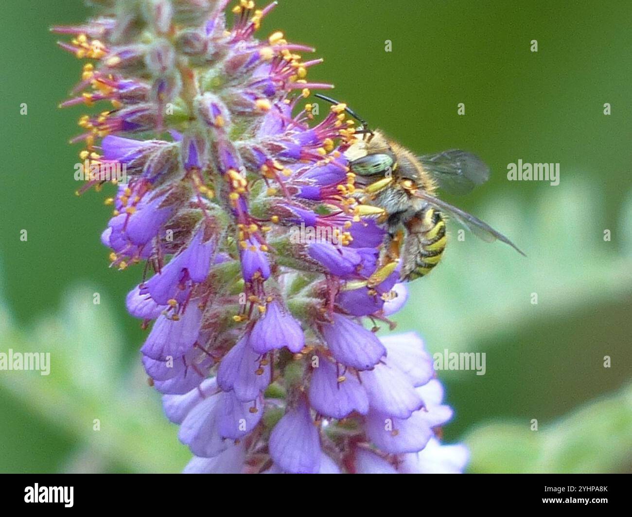 Anthidium oblongatum hi-res stock photography and images - Alamy
