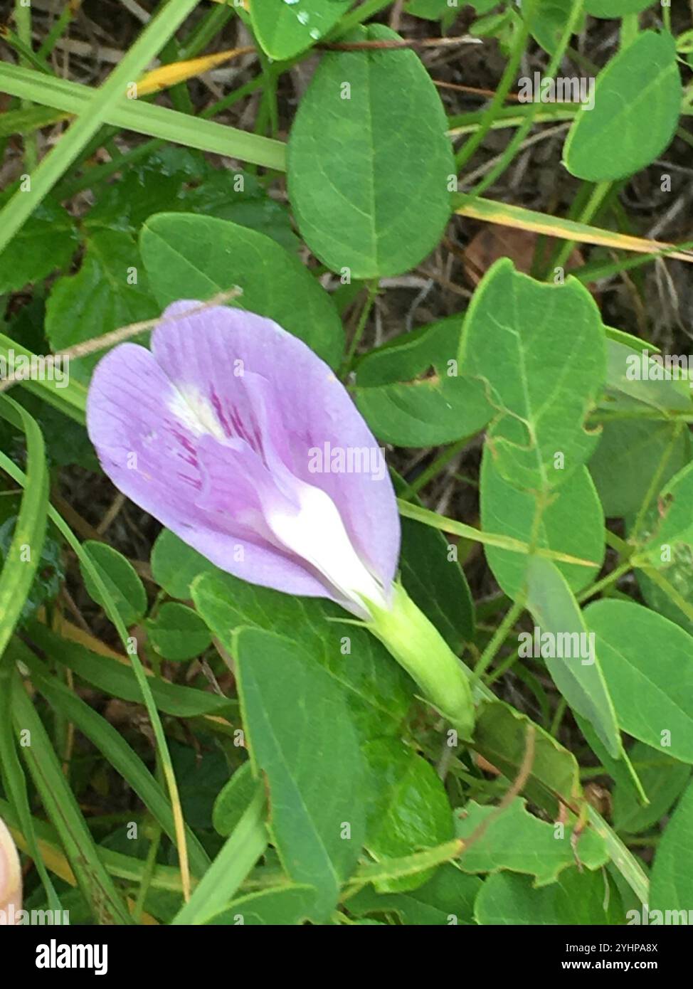 Pigeonwings (Clitoria mariana Stock Photo - Alamy