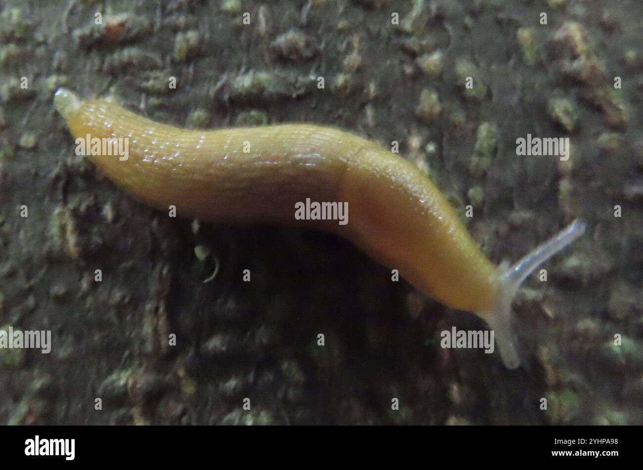 Western Dusky Slug (Arion subfuscus Stock Photo - Alamy