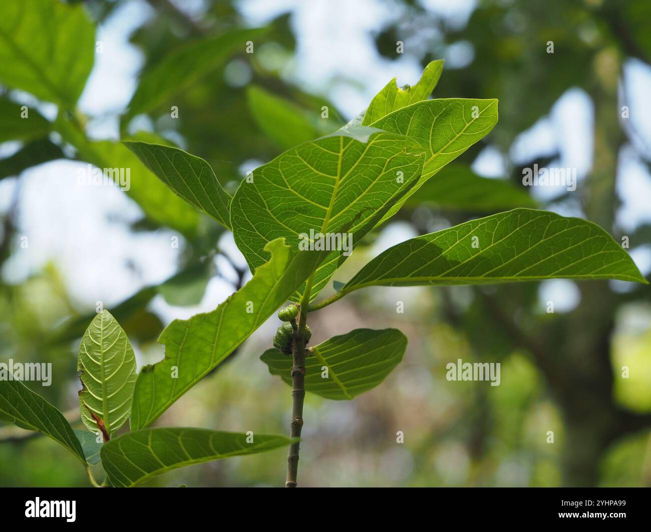 Hauili fig tree (Ficus septica Stock Photo - Alamy