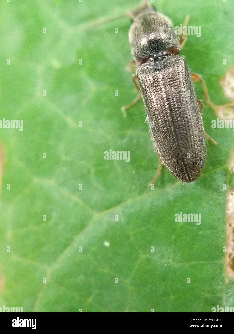 Basal Click Beetle (Limonius basilaris Stock Photo - Alamy