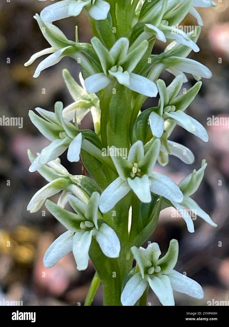 Platanthera elegans hi-res stock photography and images - Alamy