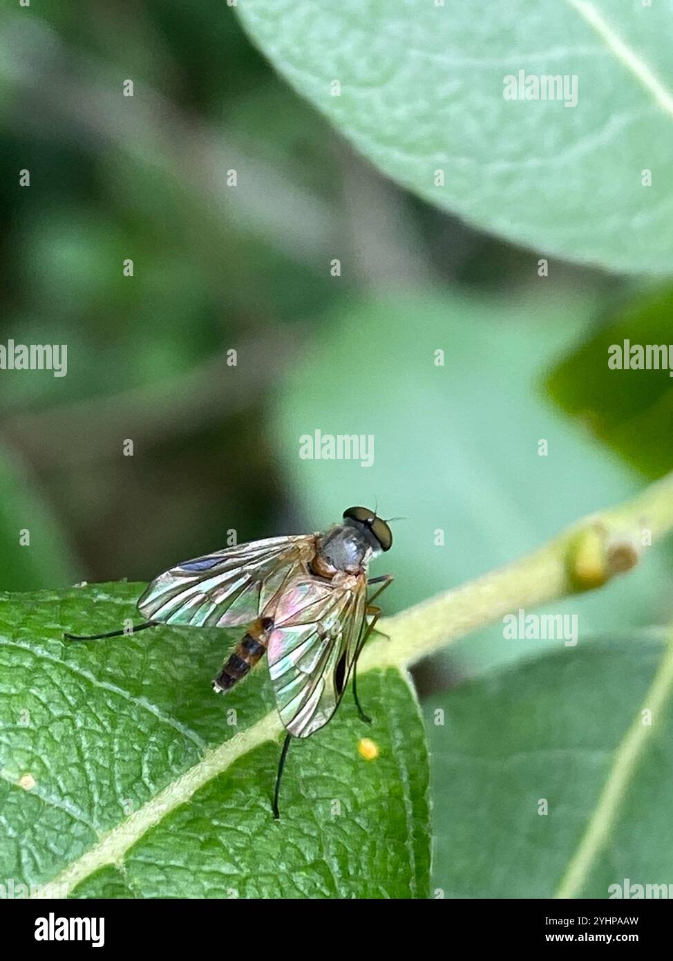 Small fleck winged snipefly hi-res stock photography and images - Alamy