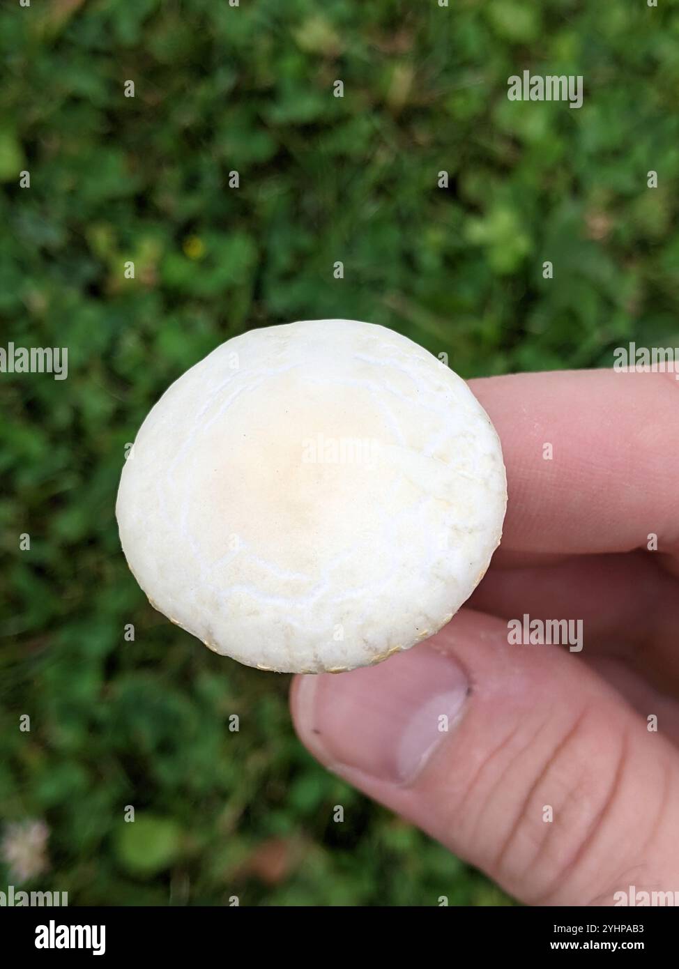 Common Fieldcap (Agrocybe pediades Stock Photo - Alamy