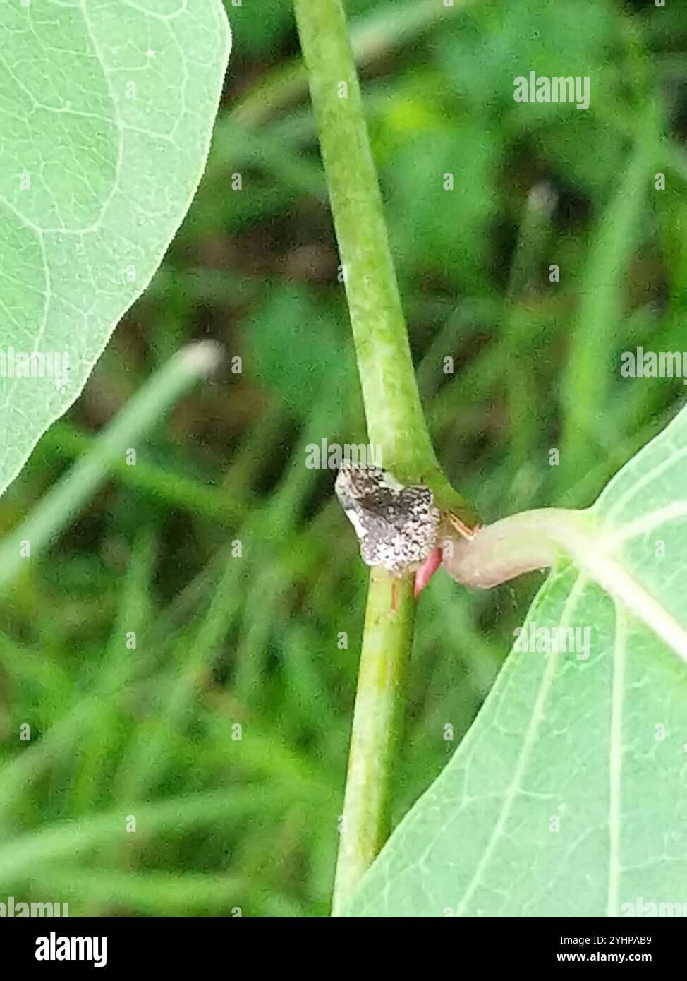 Locust Treehopper (Thelia bimaculata Stock Photo - Alamy