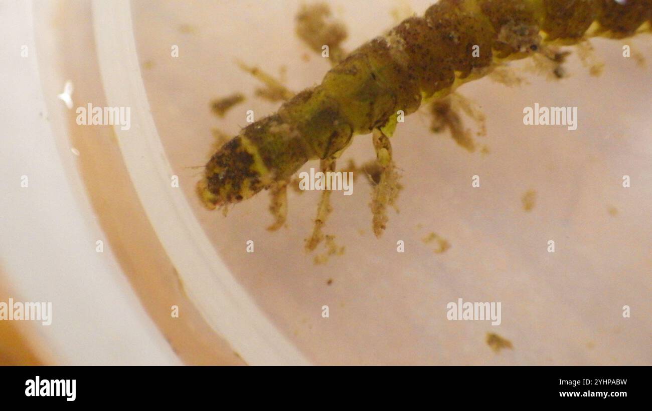 Hydropsyche hi-res stock photography and images - Alamy