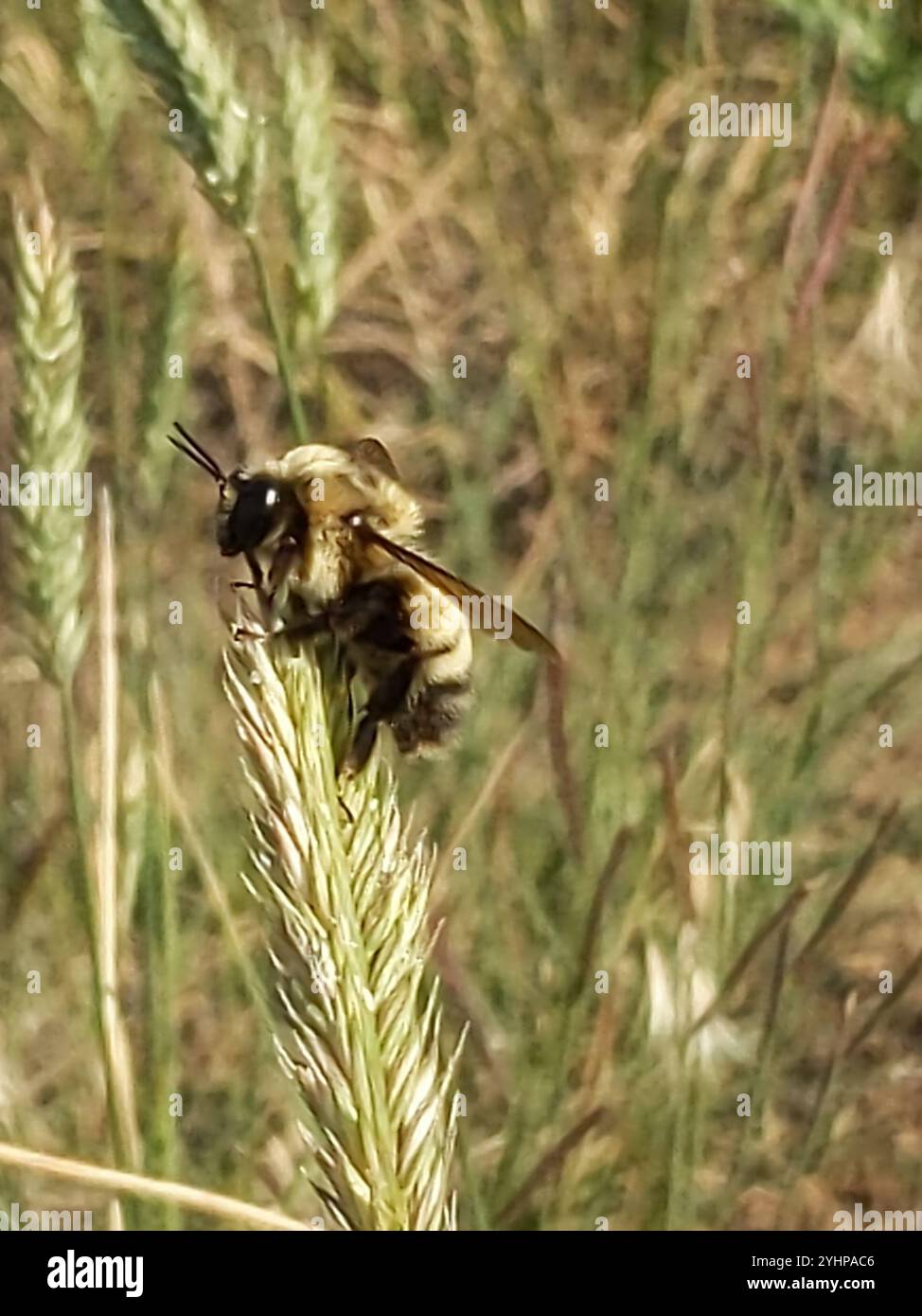 Nevada Bumble Bee (Bombus nevadensis Stock Photo - Alamy