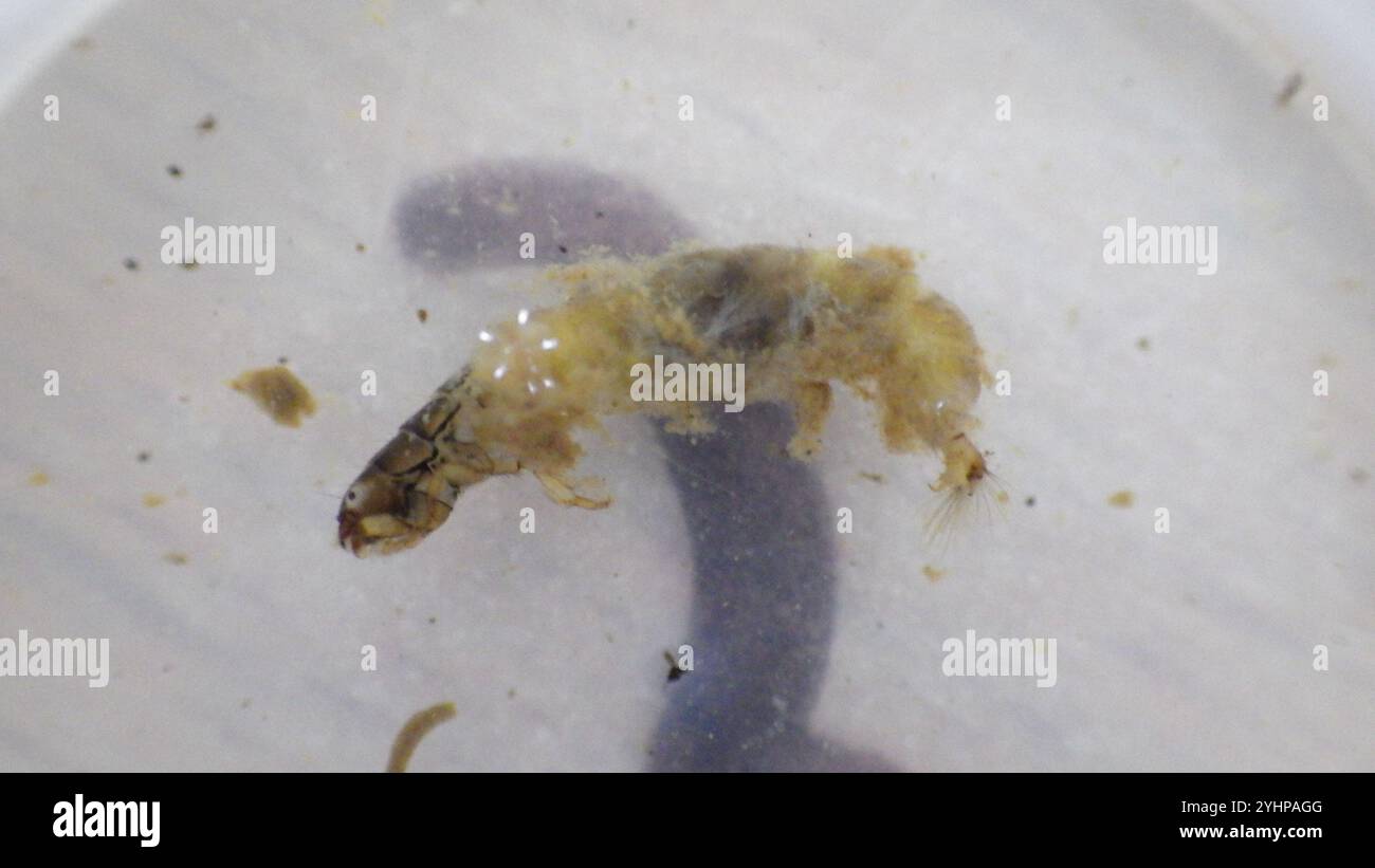 Hydropsyche hi-res stock photography and images - Alamy