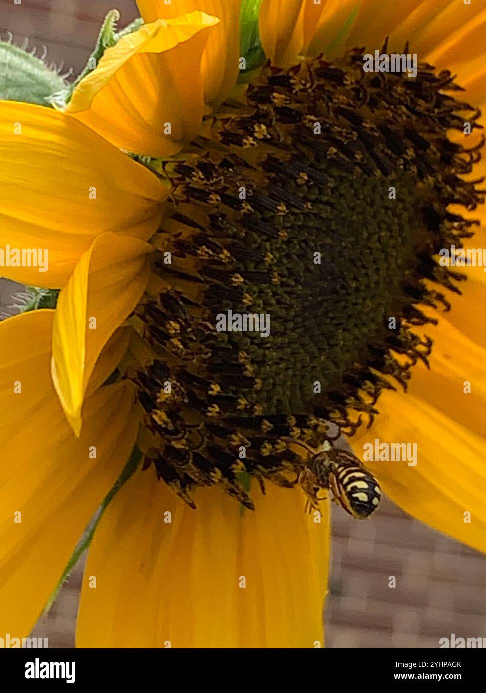 Curved Pebble Bee (Dianthidium curvatum Stock Photo - Alamy