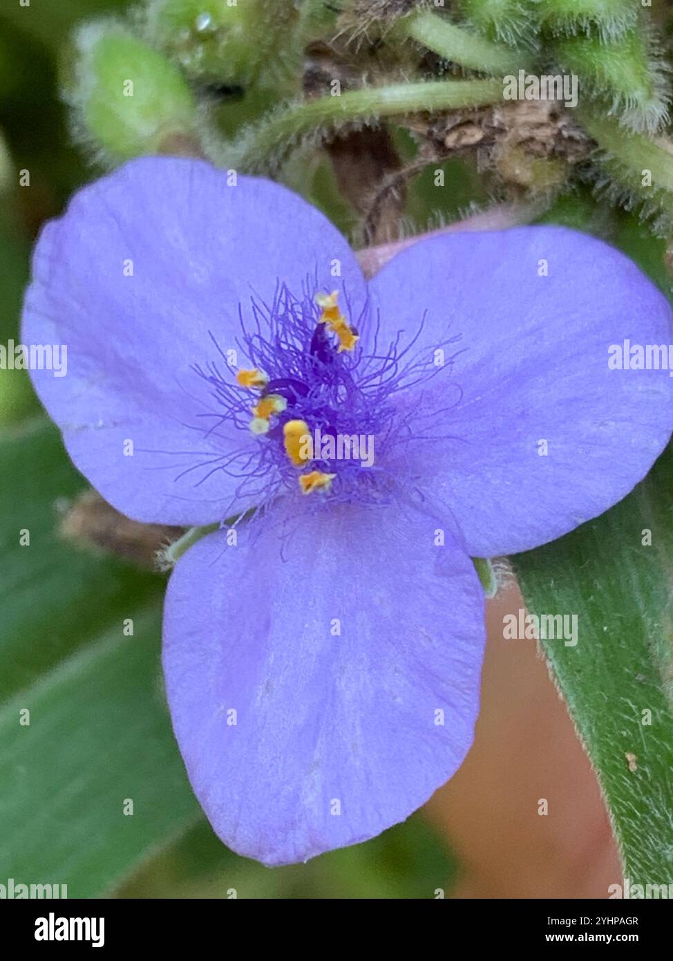 Zigzag Spiderwort (Tradescantia subaspera Stock Photo - Alamy