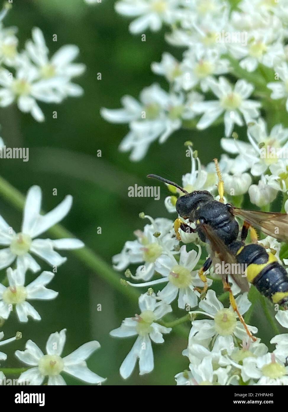 Ornate-tailed Digger Wasp (Cerceris rybyensis Stock Photo - Alamy