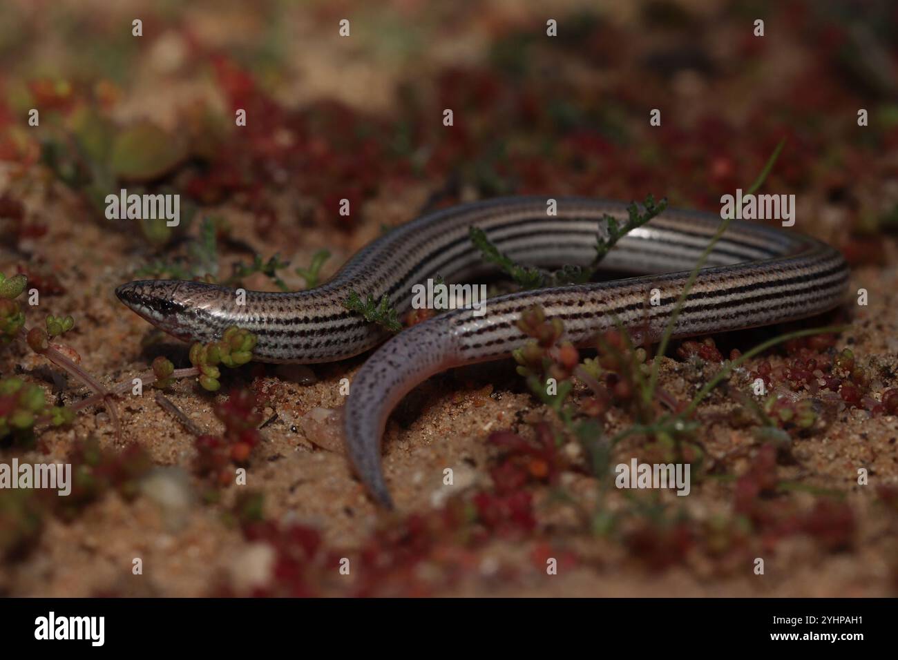 Burrowing skink hi-res stock photography and images - Alamy