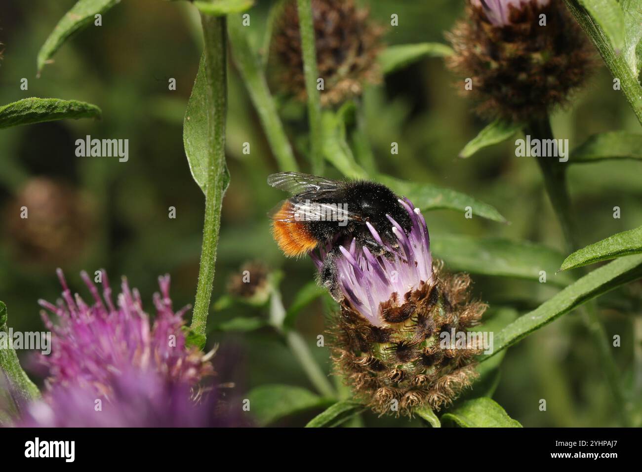 Red-tailed Bumble Bee (Bombus lapidarius Stock Photo - Alamy