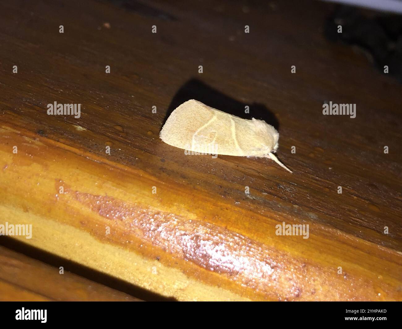 American Dun-bar Moth (Cosmia calami Stock Photo - Alamy