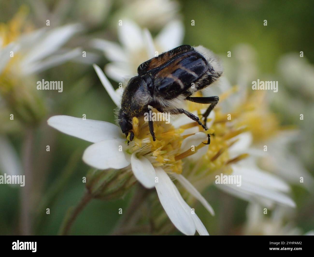 Bee-mimic Beetle (Trichiotinus assimilis Stock Photo - Alamy