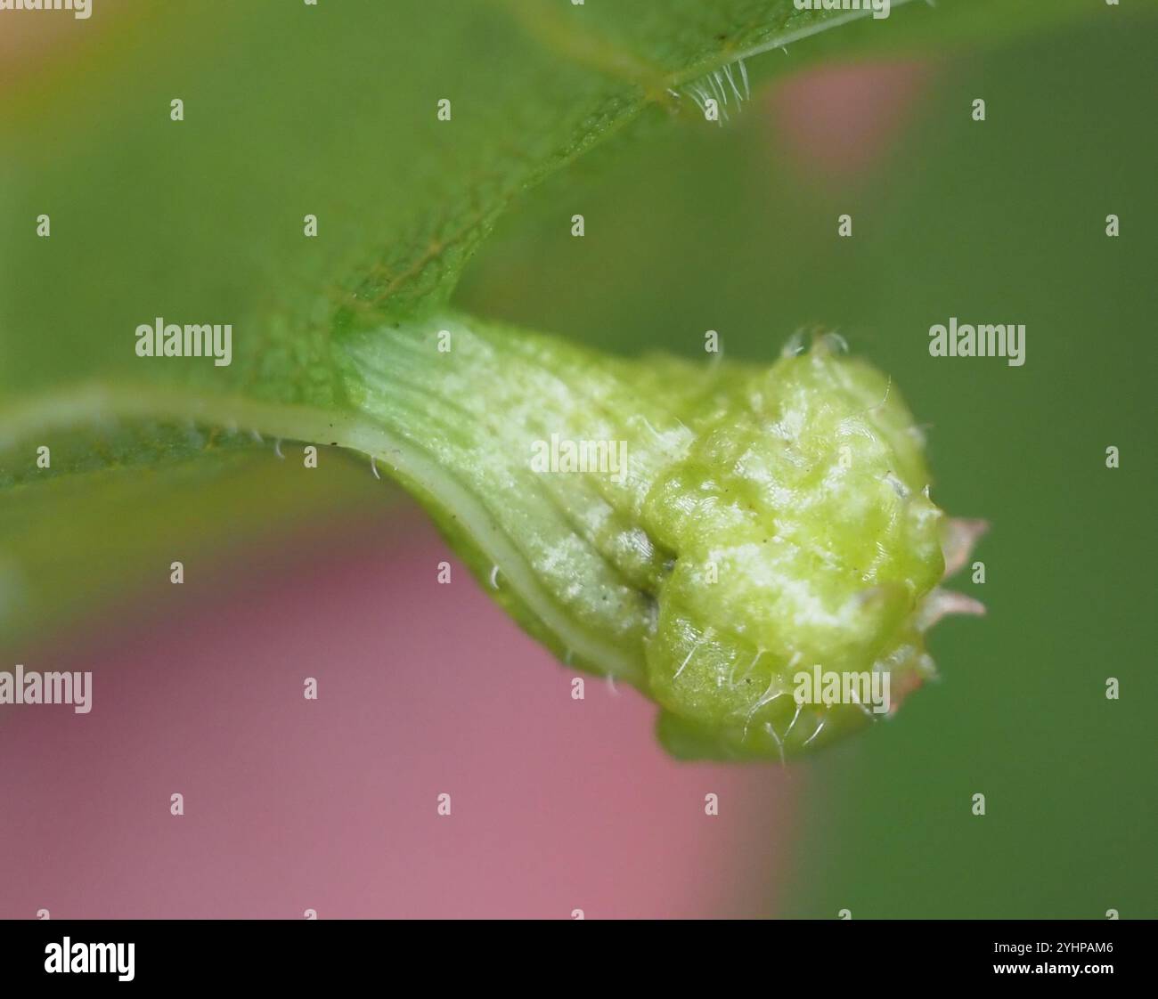 Grape Phylloxera (Daktulosphaira vitifoliae Stock Photo - Alamy