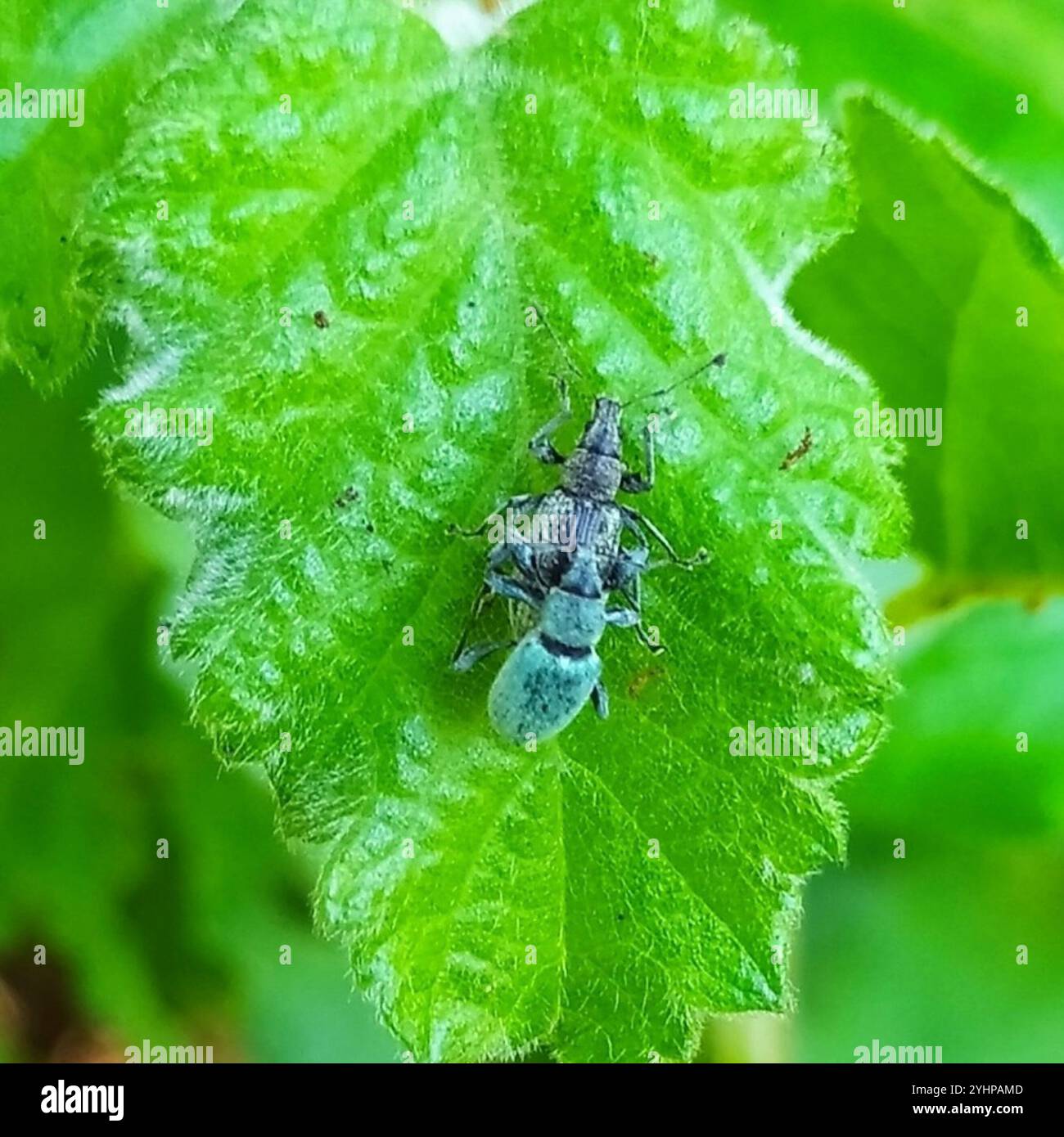 Nettle weevil (Phyllobius pomaceus Stock Photo - Alamy