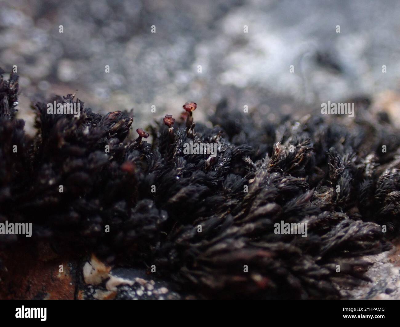Black Rock Moss (Andreaea rupestris Stock Photo - Alamy