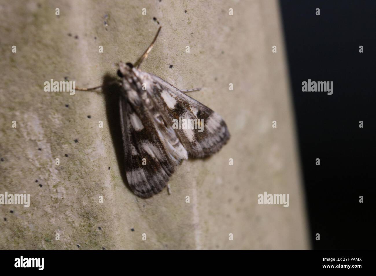 Polymorphic Pondweed Moth (Parapoynx maculalis Stock Photo - Alamy