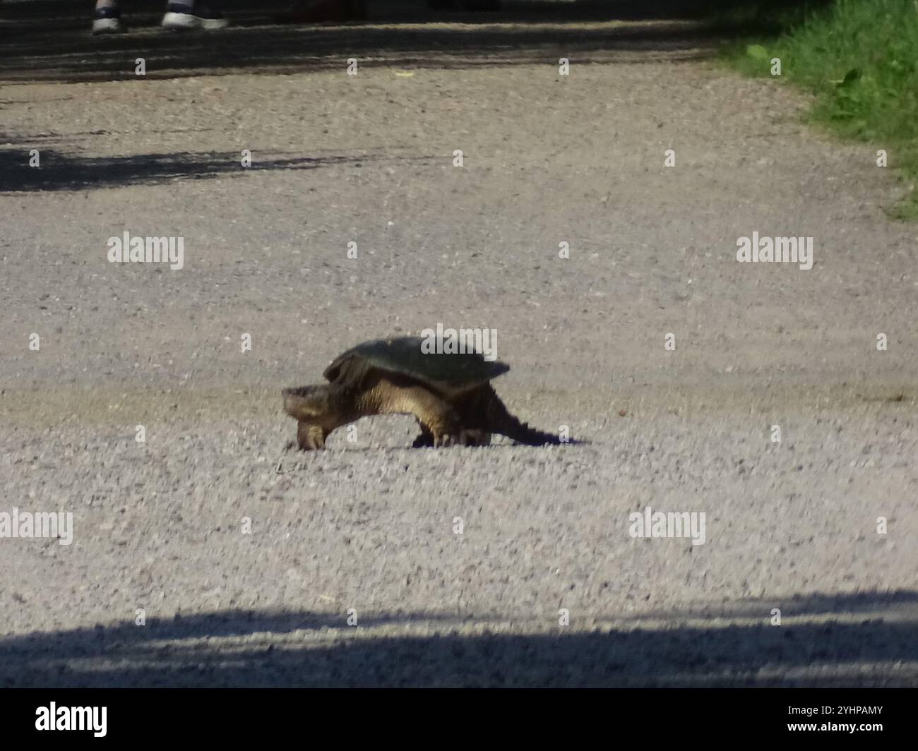 Common Snapping Turtle (Chelydra serpentina Stock Photo - Alamy Common Snapping Turtle (Chelydra serpentina Stock Photo - Alamy