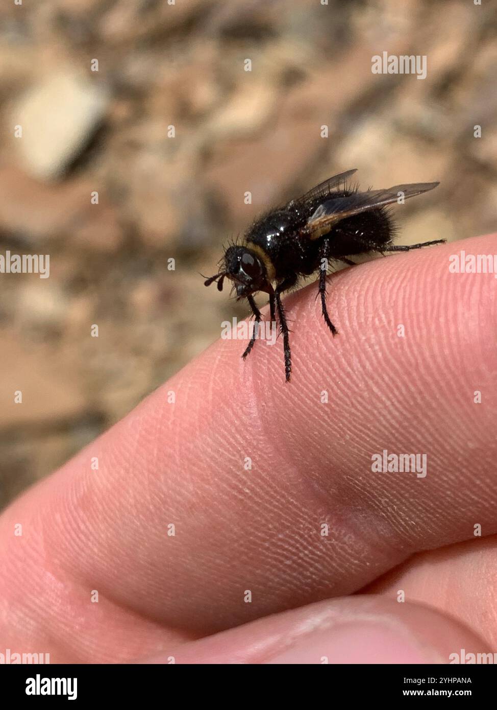 Archytas hi-res stock photography and images - Alamy