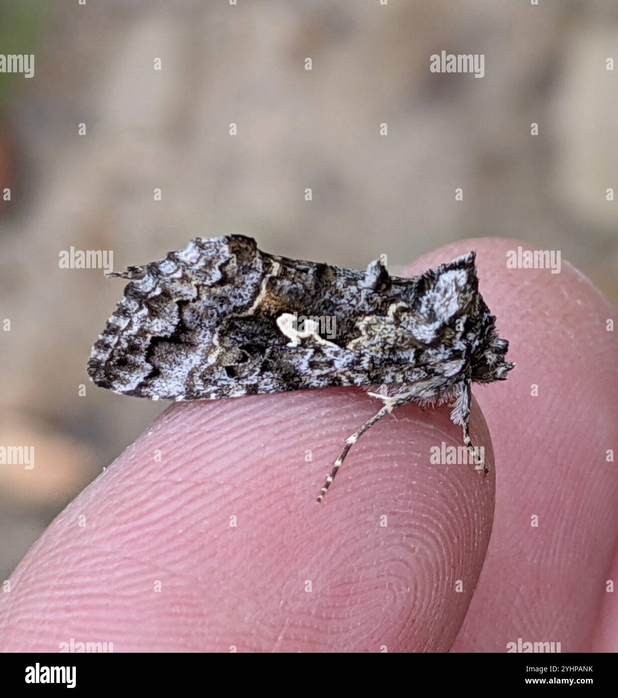 Hooked Silver Y Moth (Syngrapha alias Stock Photo - Alamy
