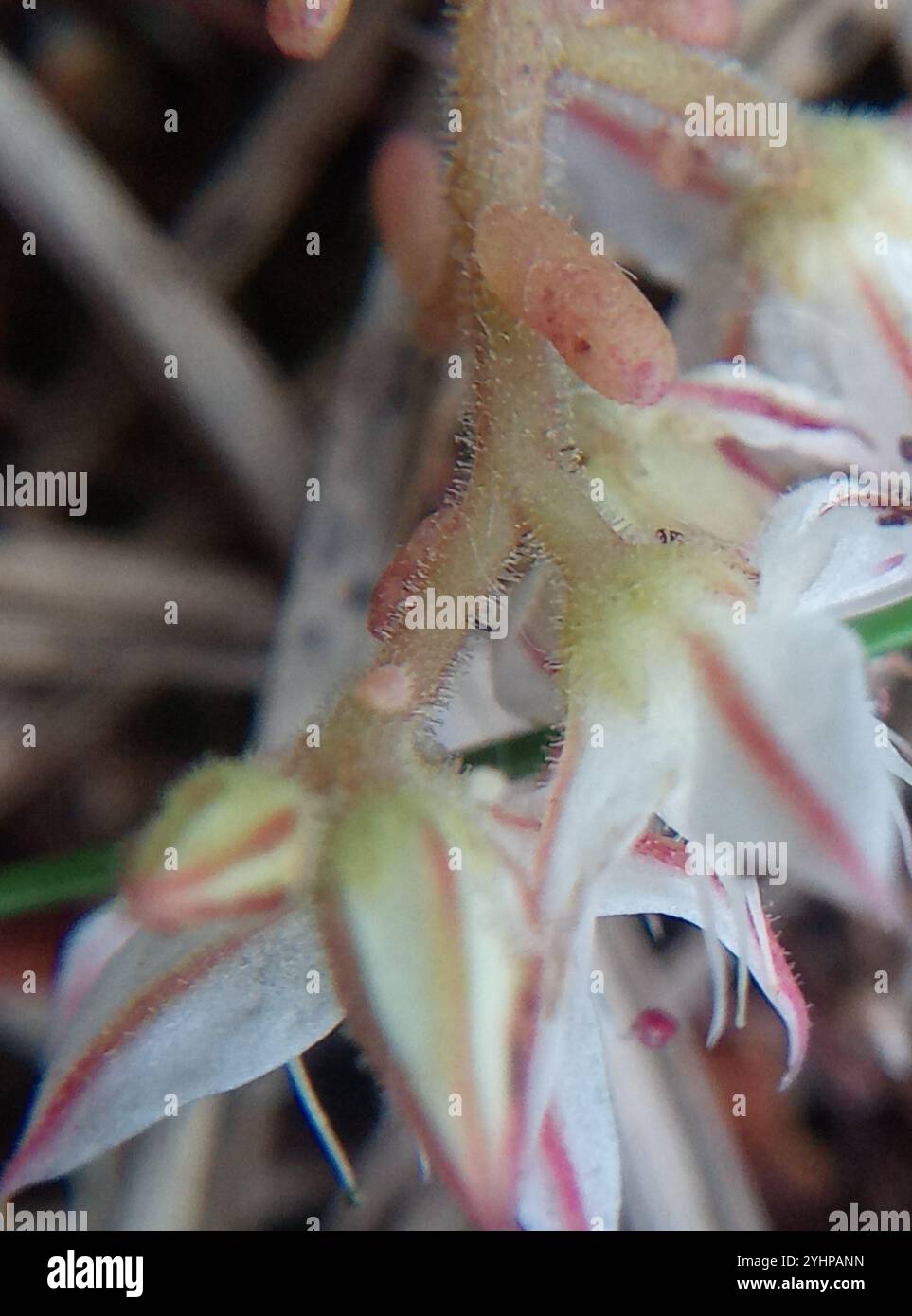 Turkish stonecrop (Sedum pallidum Stock Photo - Alamy