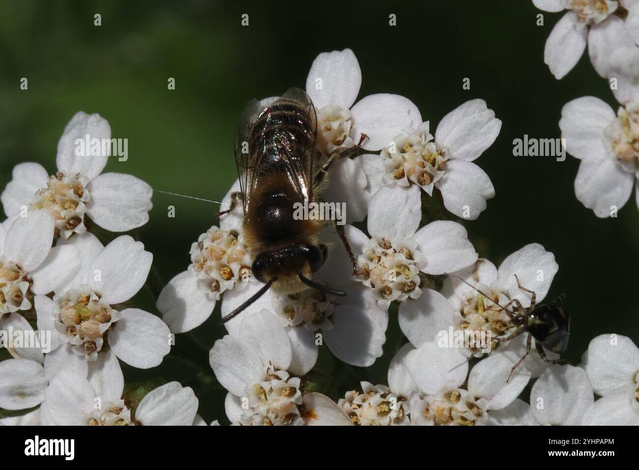 Cellophane bees hi-res stock photography and images - Alamy