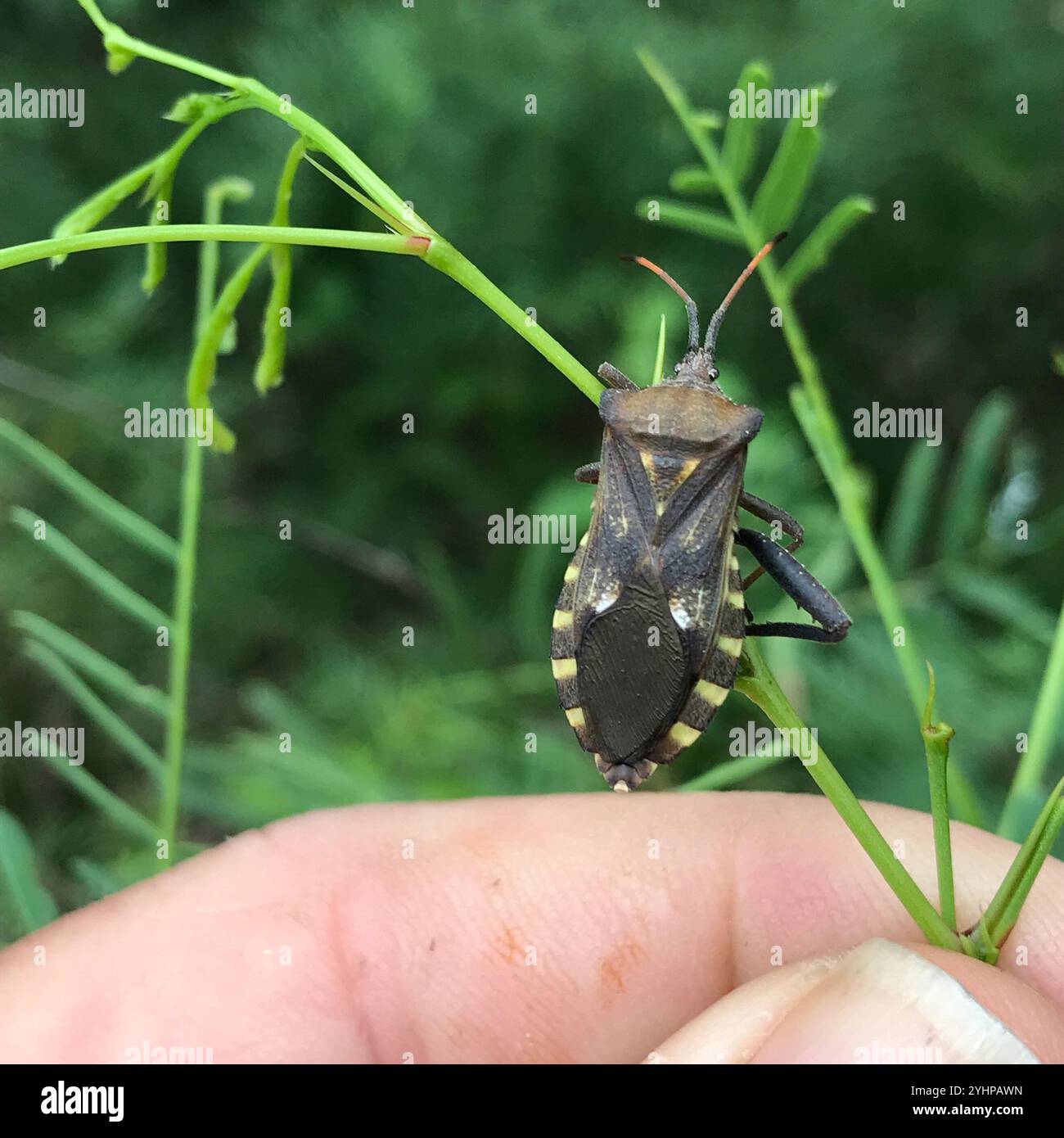 Mozena hi-res stock photography and images - Alamy