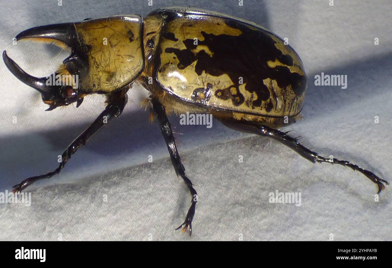 Eastern Hercules Beetle (Dynastes tityus Stock Photo - Alamy