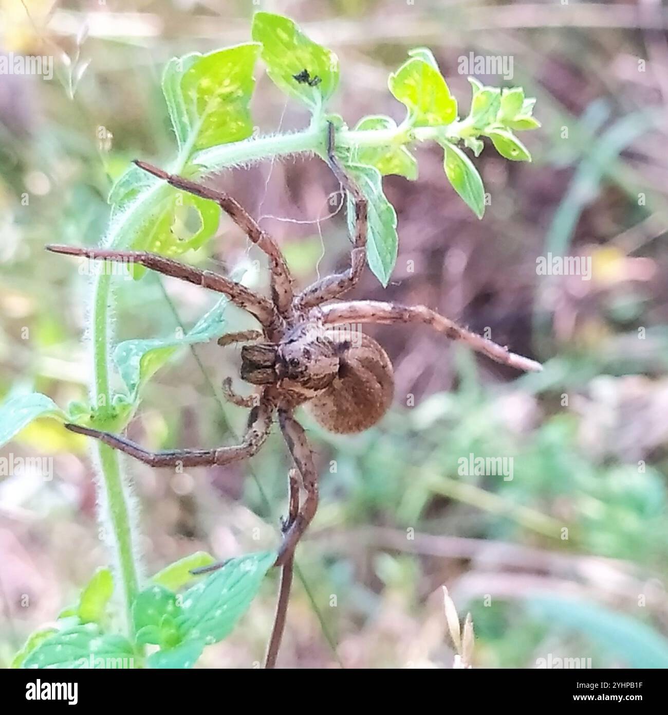 Radiated Wolf Spider (Hogna radiata Stock Photo - Alamy
