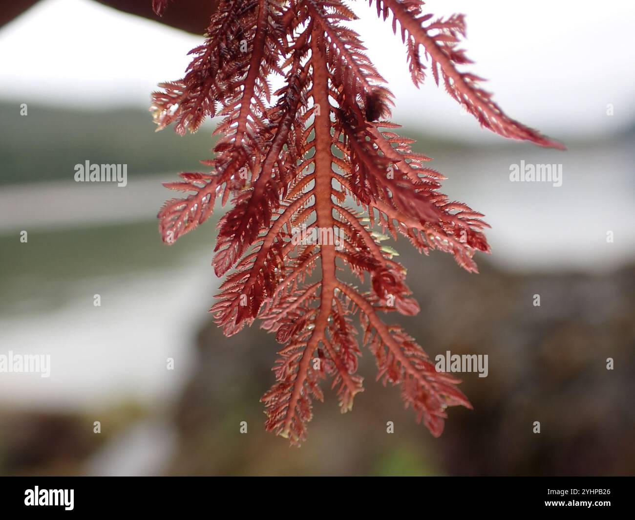 Ptilota hi-res stock photography and images - Alamy
