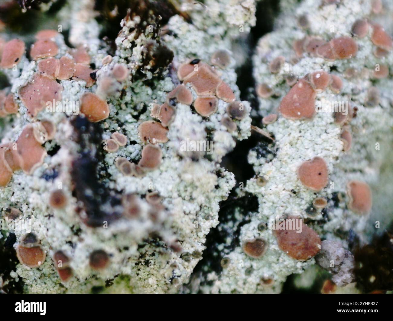 Granular Mottled-disk Lichen (Trapeliopsis granulosa Stock Photo - Alamy