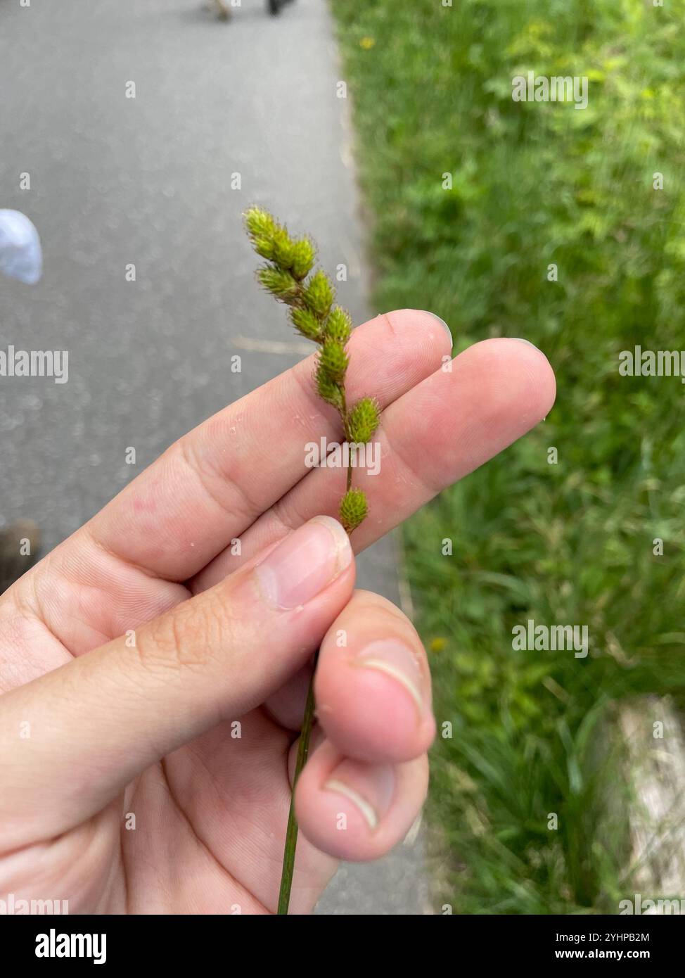 blunt broom sedge (Carex tribuloides Stock Photo - Alamy