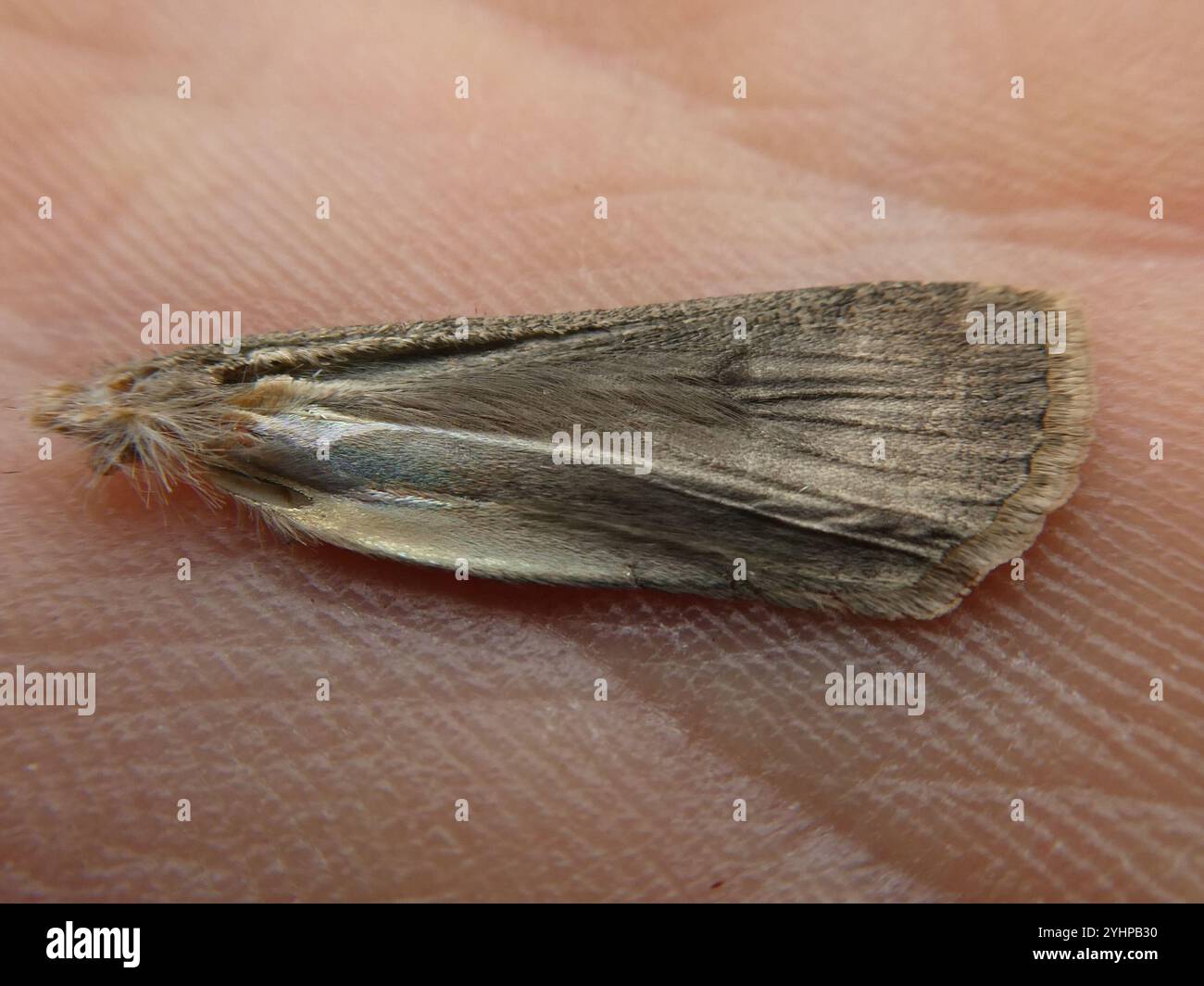Ipsilon Dart Moth (Agrotis ipsilon Stock Photo - Alamy