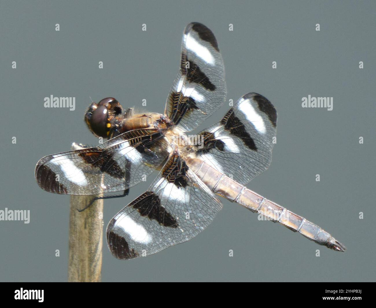 Twelve-spotted Skimmer (Libellula pulchella Stock Photo - Alamy