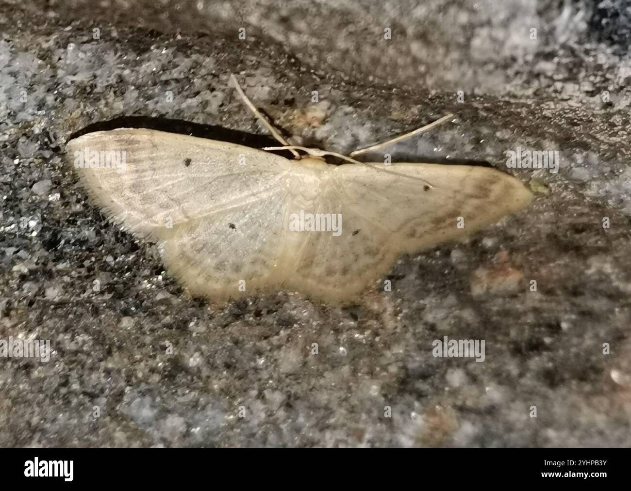 Small fan footed wave hi-res stock photography and images - Alamy