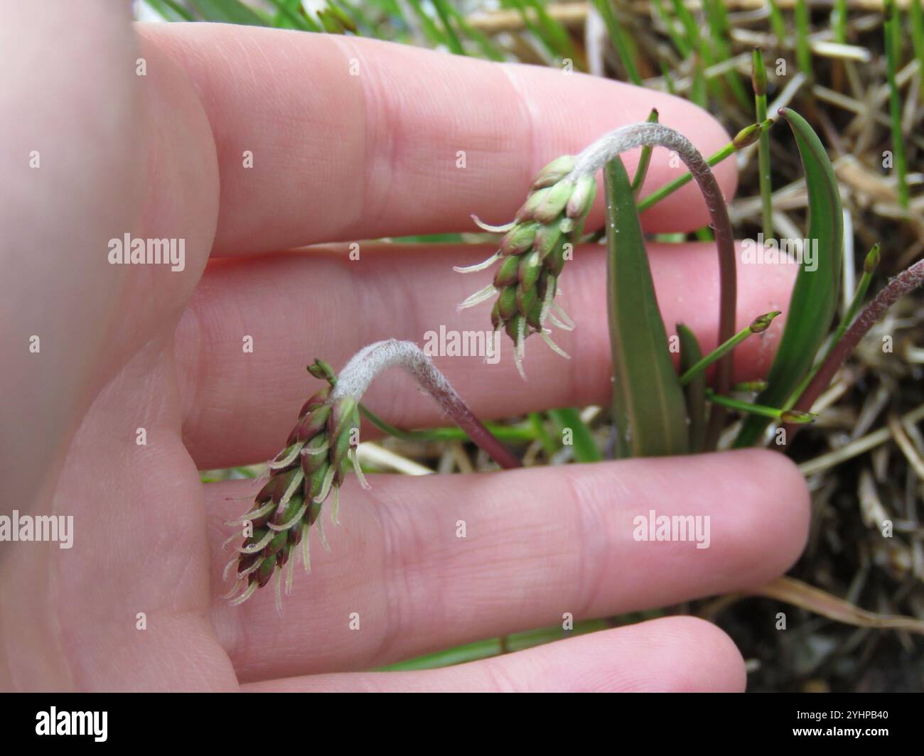 Alaska Plantain (Plantago macrocarpa Stock Photo - Alamy