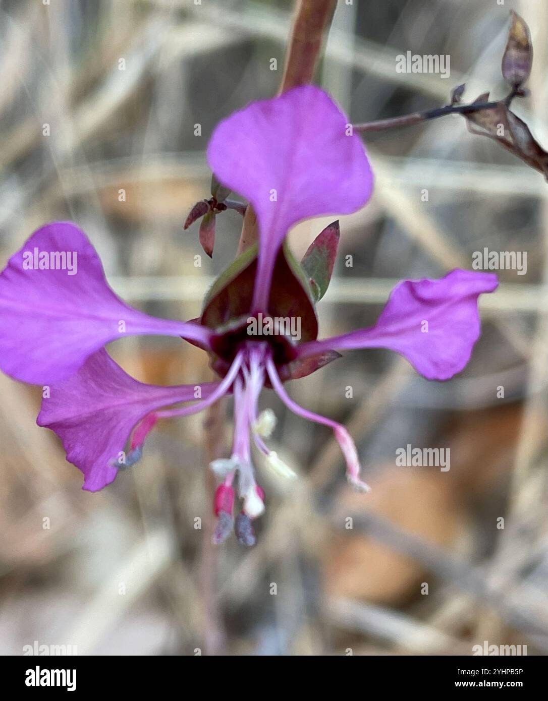 Elegant Clarkia (Clarkia unguiculata Stock Photo - Alamy