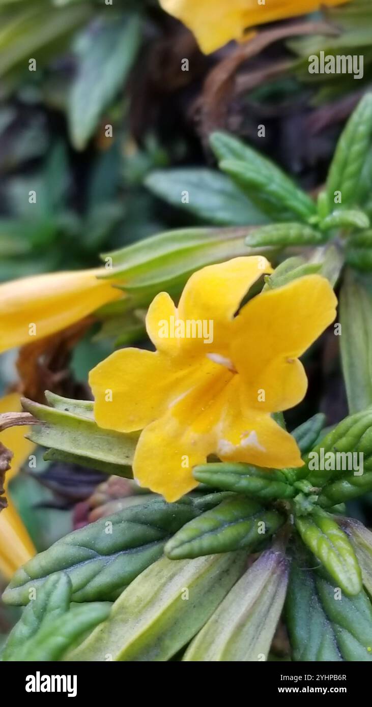 orange bush monkeyflower (Diplacus aurantiacus Stock Photo - Alamy