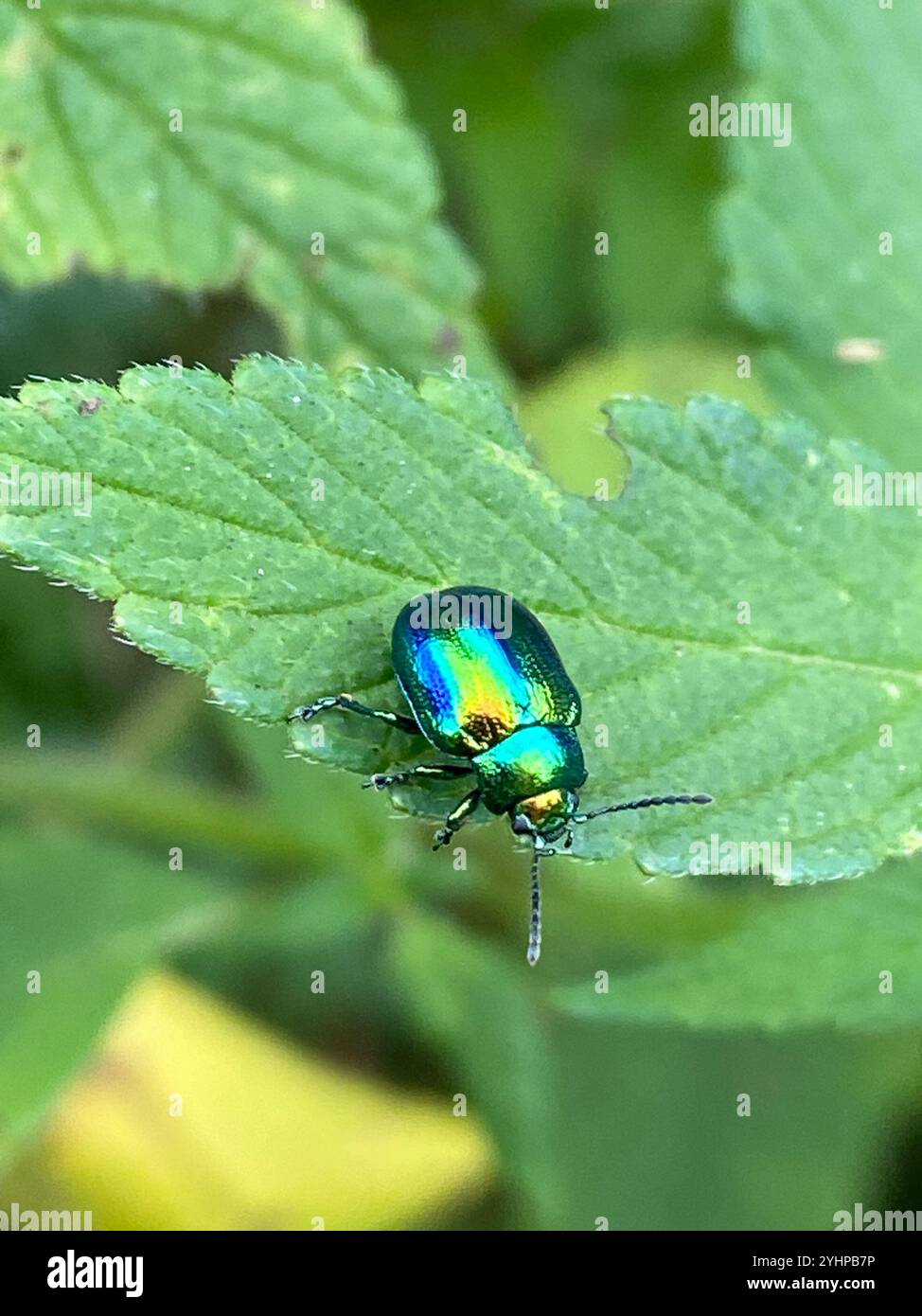 Dead-nettle Leaf Beetle (Fasta fastuosa Stock Photo - Alamy