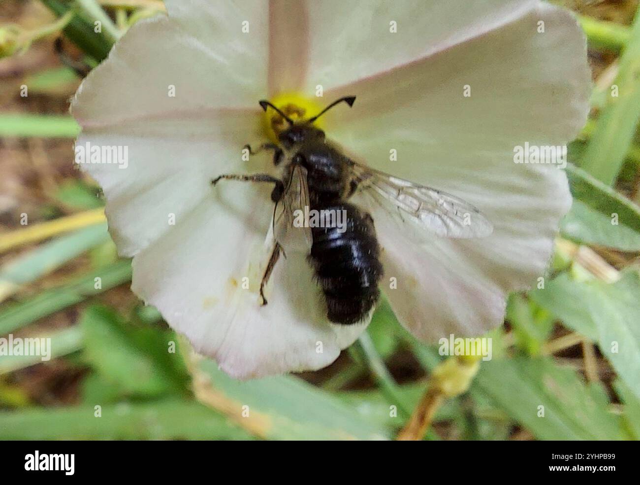 Lesser Bindweed Bee (Systropha curvicornis Stock Photo - Alamy
