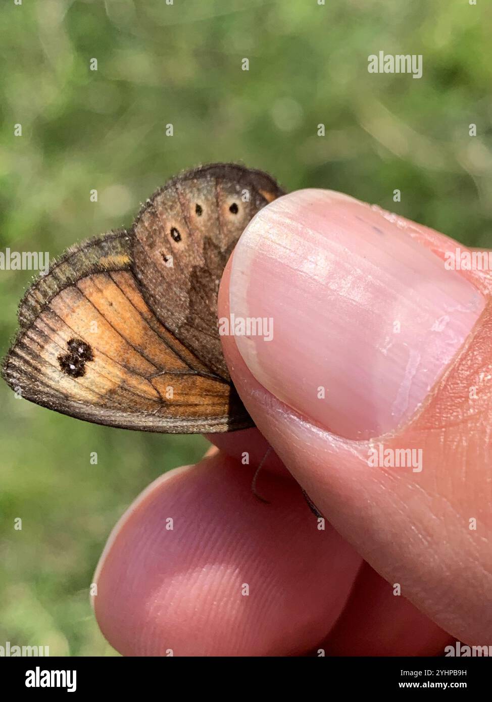 Common Alpine (Erebia epipsodea Stock Photo - Alamy