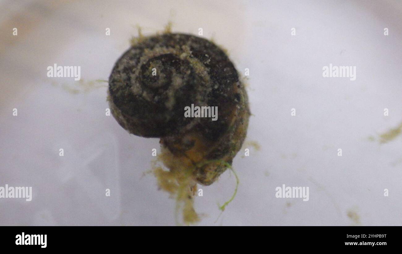 Valve Snails (Valvatidae Stock Photo - Alamy