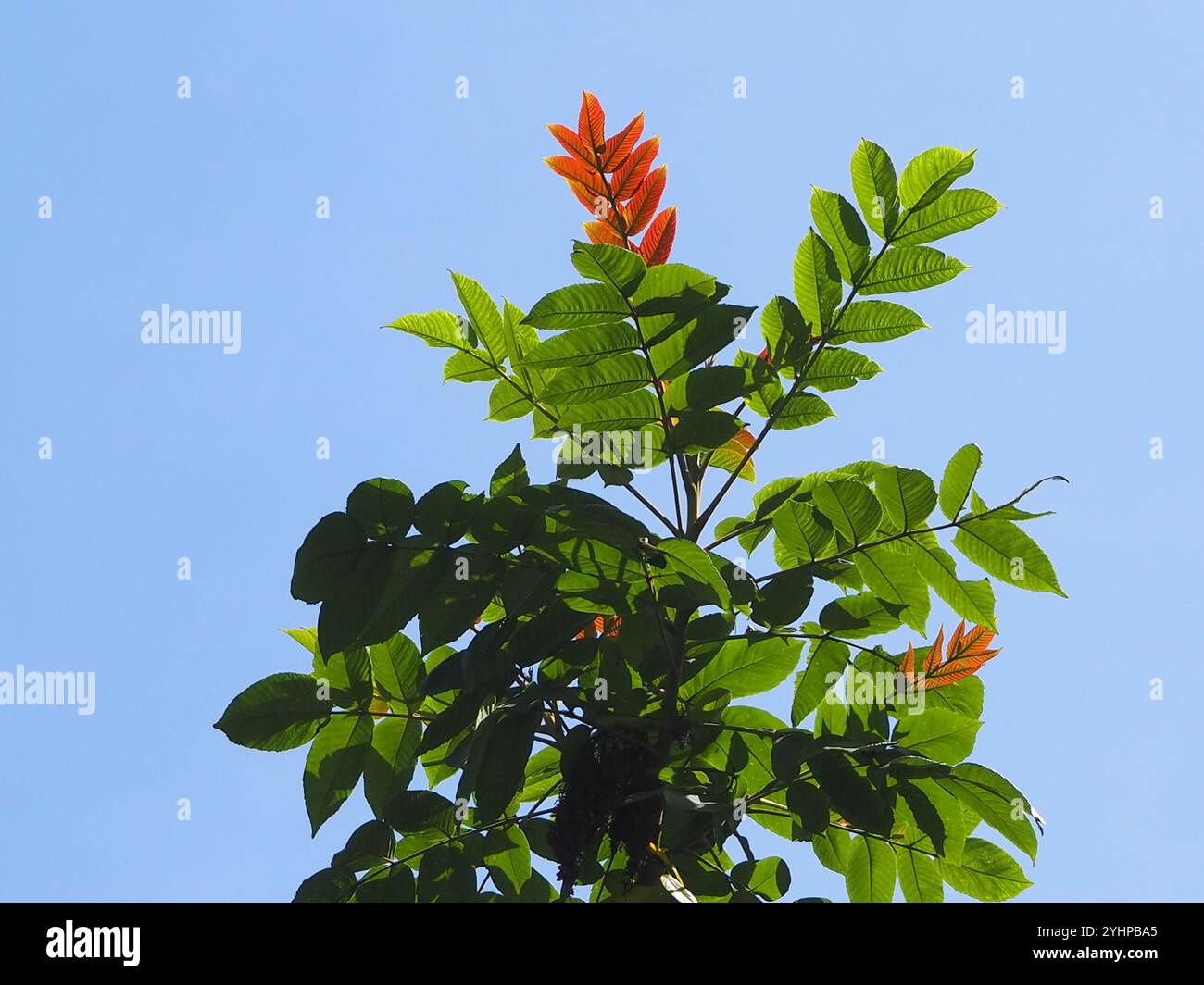(Rhus chinensis roxburghii Stock Photo - Alamy
