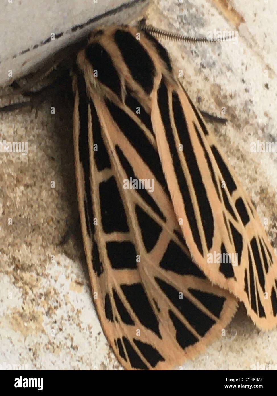 Virgin Tiger Moth (Apantesis virgo Stock Photo - Alamy