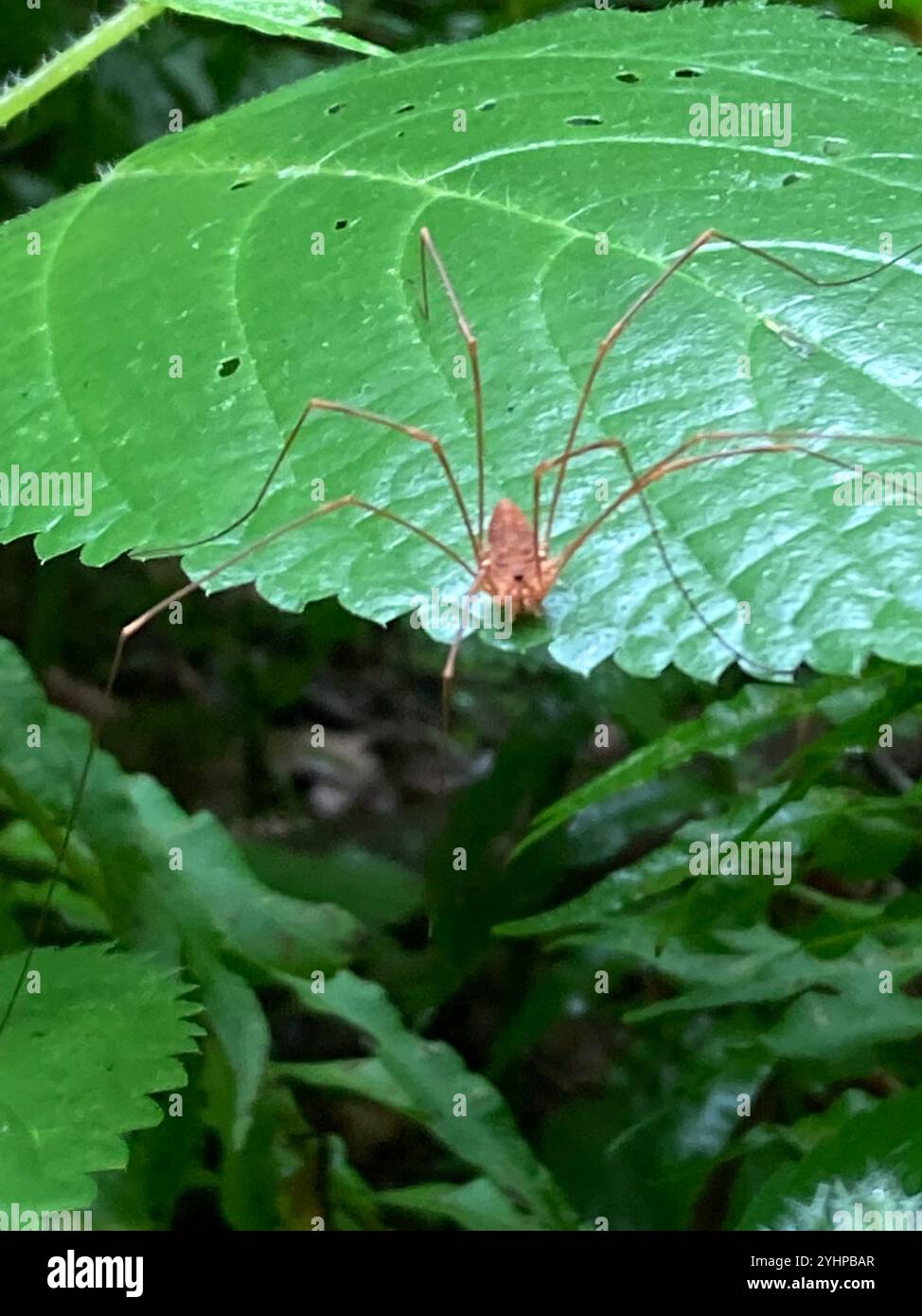 Eastern Harvestman (Leiobunum vittatum Stock Photo - Alamy
