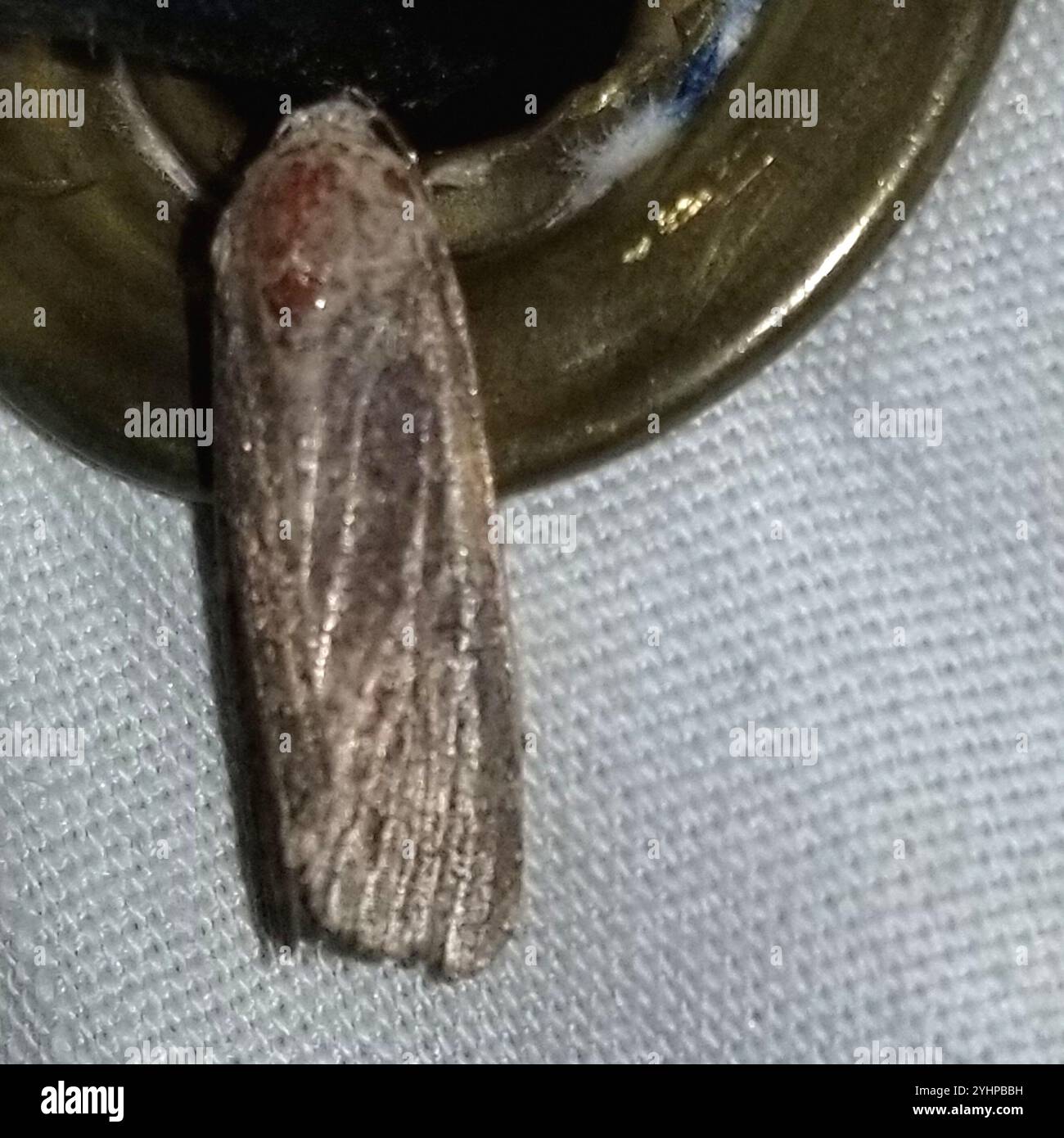 Fall Armyworm Moth (Spodoptera frugiperda Stock Photo - Alamy