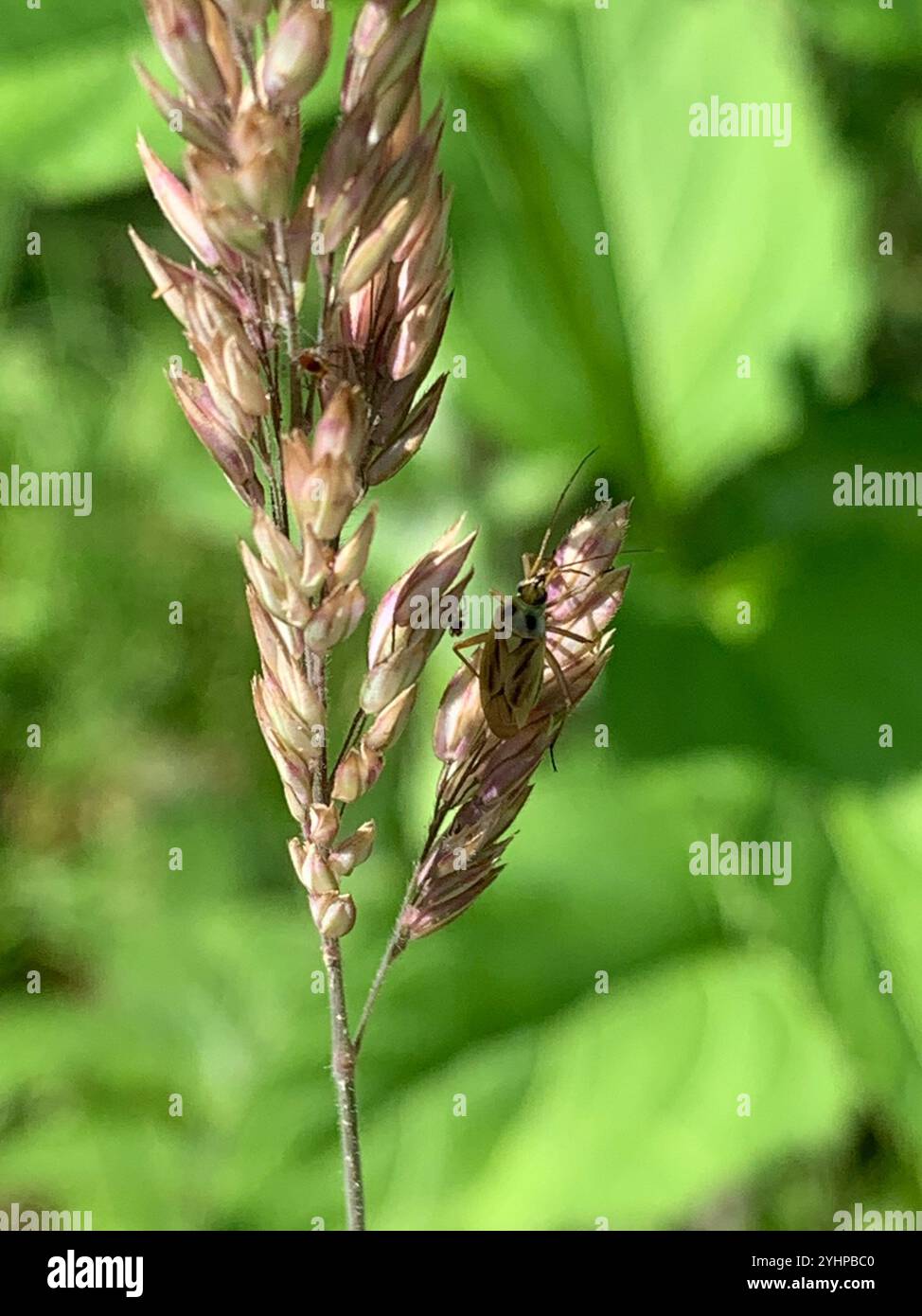Two-spotted Grass Bug (Stenotus binotatus Stock Photo - Alamy