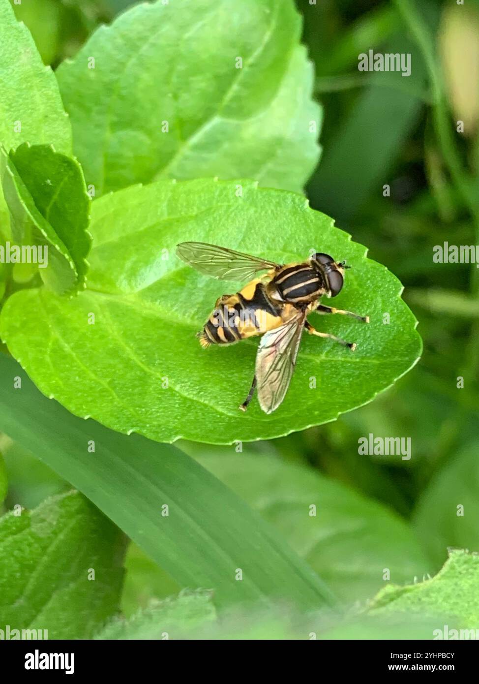 Sun Fly (Helophilus pendulus Stock Photo - Alamy